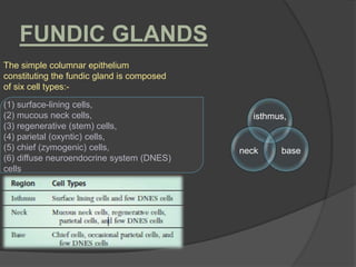 Stomach anatomy and histology | PPTX