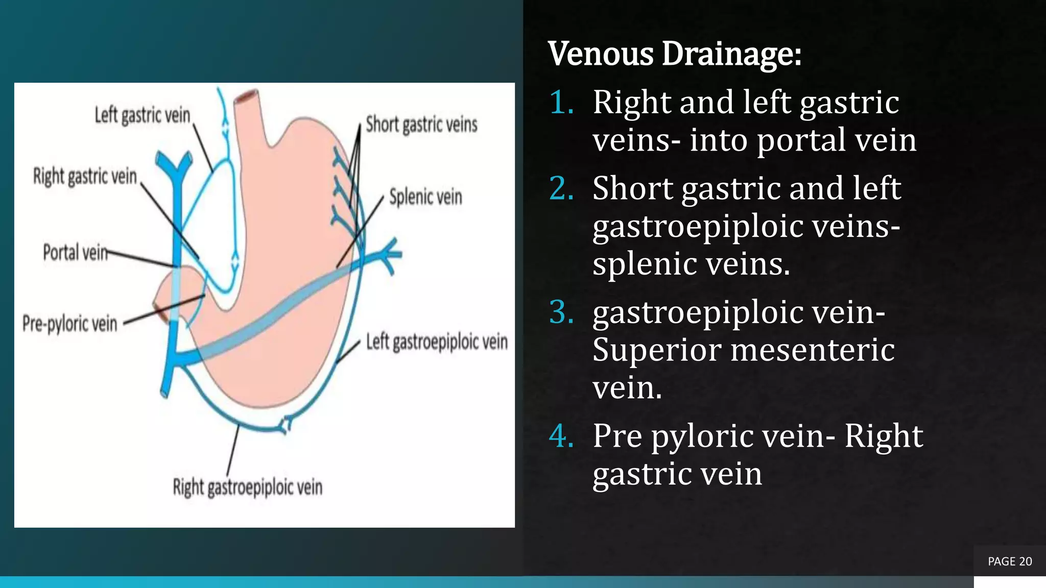 Stomach anatomy ppt 1st year (B.D.Chaurasia) | PPTX