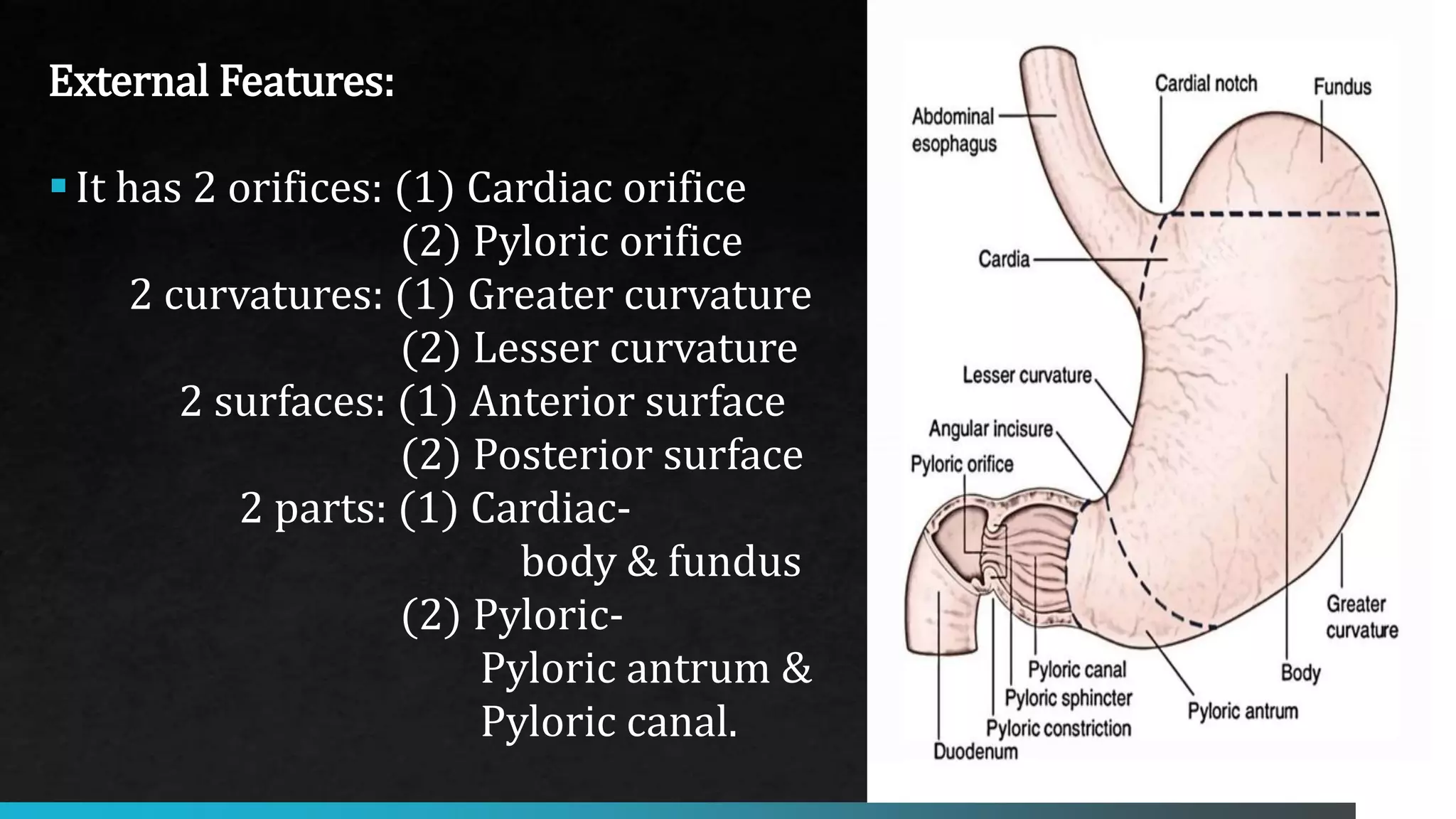 Stomach anatomy ppt 1st year (B.D.Chaurasia) | PPTX