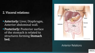 Stomach anatomy ppt 1st year (B.D.Chaurasia) | PPTX