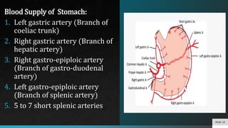 Stomach anatomy ppt 1st year (B.D.Chaurasia) | PPTX