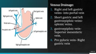 Stomach anatomy ppt 1st year (B.D.Chaurasia) | PPTX