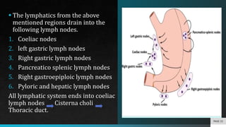 Stomach anatomy ppt 1st year (B.D.Chaurasia) | PPTX