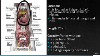 Stomach anatomy ppt 1st year (B.D.Chaurasia) | PPTX