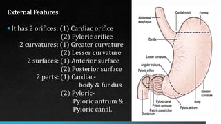 Stomach anatomy ppt 1st year (B.D.Chaurasia) | PPTX