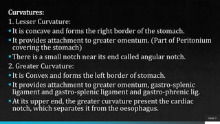 Stomach anatomy ppt 1st year (B.D.Chaurasia) | PPTX