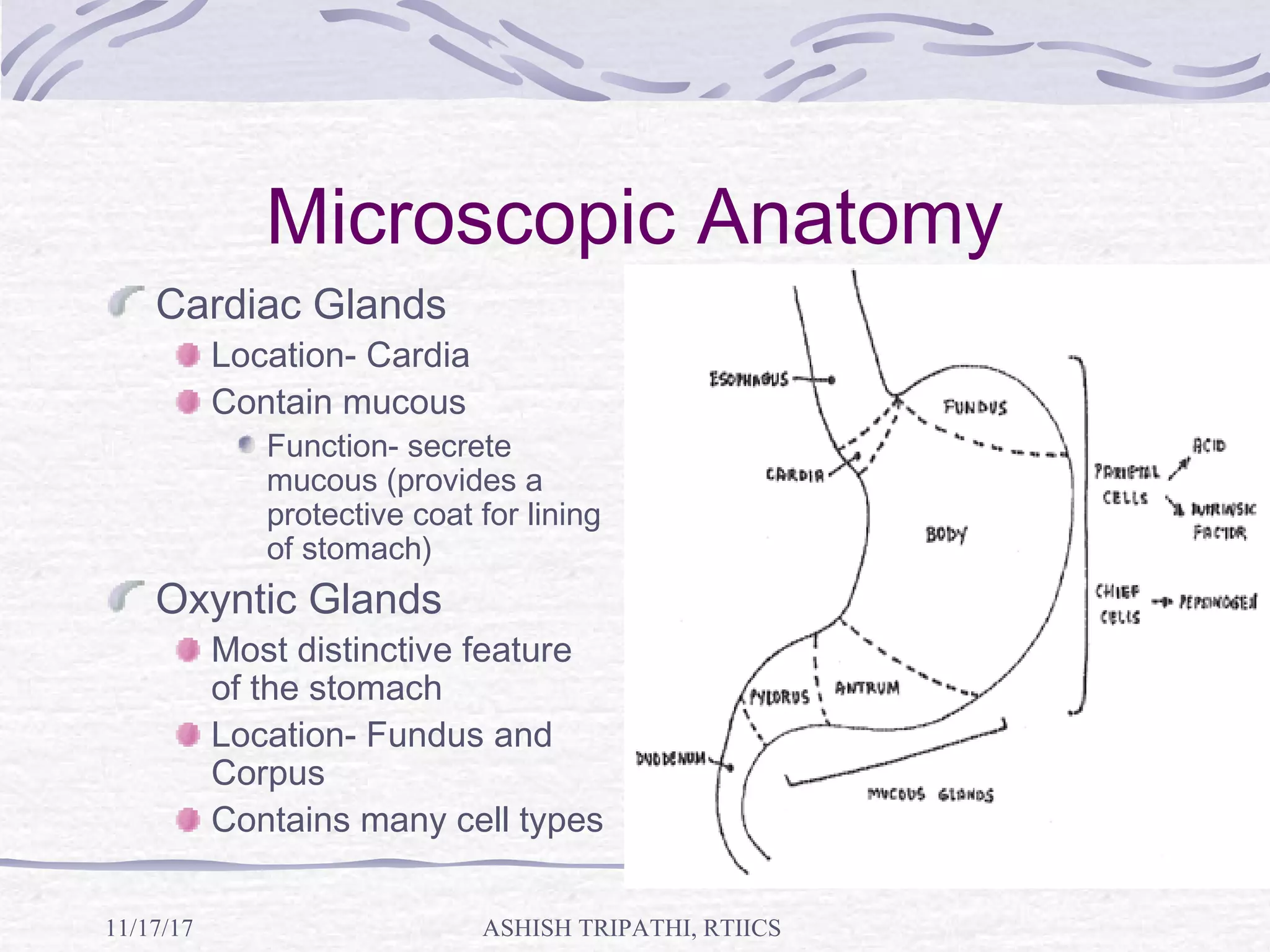 Stomach anatomy and physiology | PPT