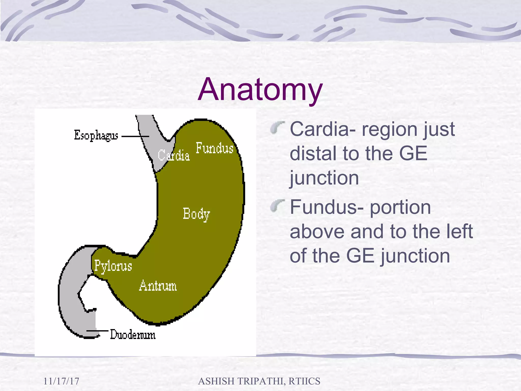 Stomach anatomy and physiology | PPT