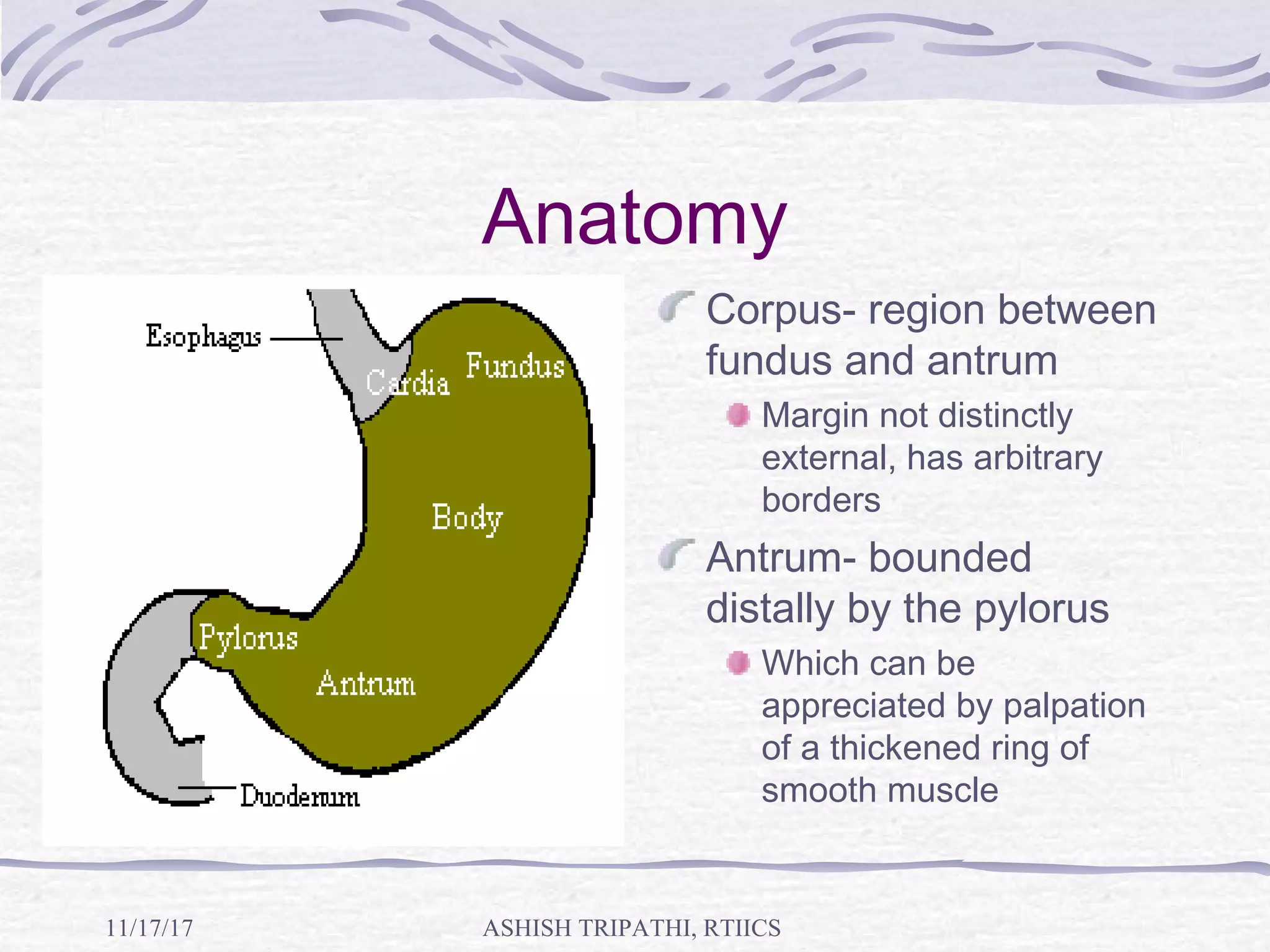 Stomach anatomy and physiology | PPT
