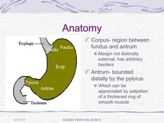 Stomach anatomy and physiology | PPT