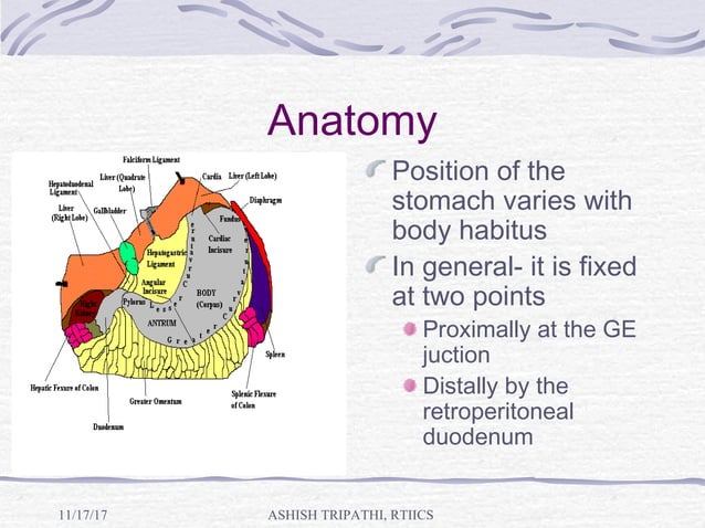 Stomach anatomy and physiology | PPT | Endocrine and Metabolic Diseases ...