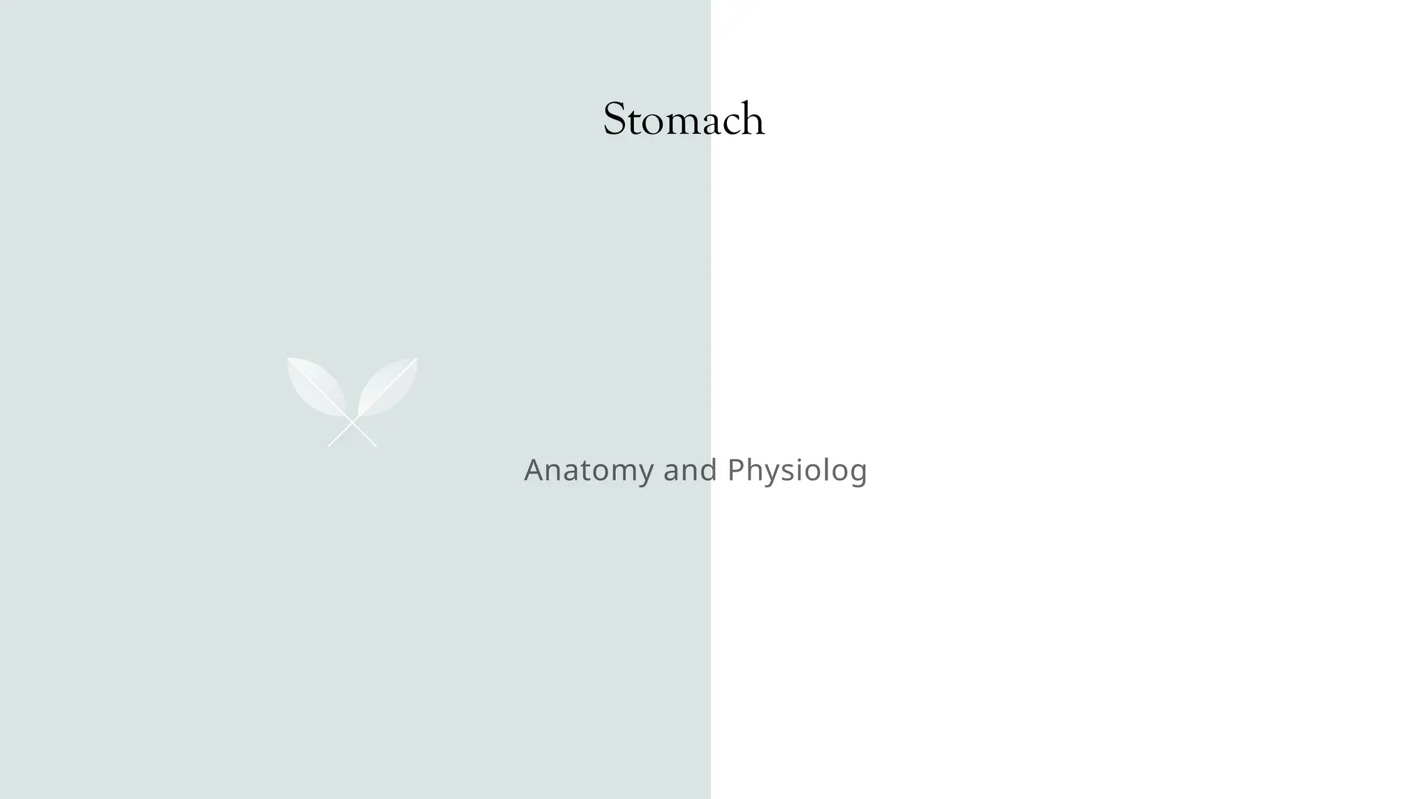 Stomach Anatomy and Physiology an overview | PPTX