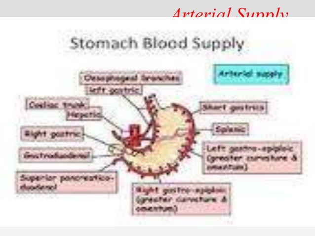 Stomach anatomy +congenital hypertropic pyloric stenosis.pptx