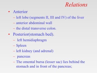 Stomach anatomy + physiology.pptx