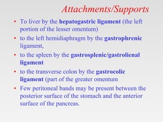 Stomach anatomy + physiology.pptx
