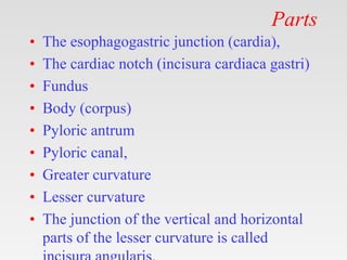Stomach anatomy + physiology.pptx