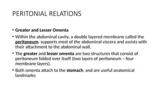 STOMACH Gross Anatomy & Clinical Anatomy.pptx