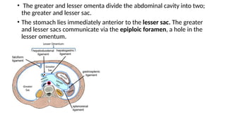 STOMACH Gross Anatomy & Clinical Anatomy.pptx