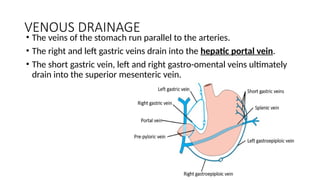 STOMACH Gross Anatomy & Clinical Anatomy.pptx