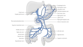 STOMACH Gross Anatomy & Clinical Anatomy.pptx