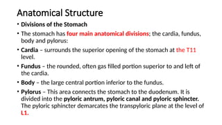 STOMACH Gross Anatomy & Clinical Anatomy.pptx