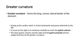 STOMACH Gross Anatomy & Clinical Anatomy.pptx