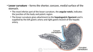 STOMACH Gross Anatomy & Clinical Anatomy.pptx
