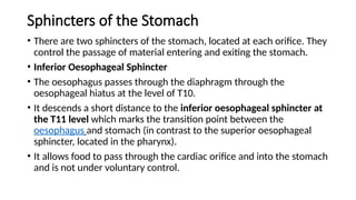 STOMACH Gross Anatomy & Clinical Anatomy.pptx