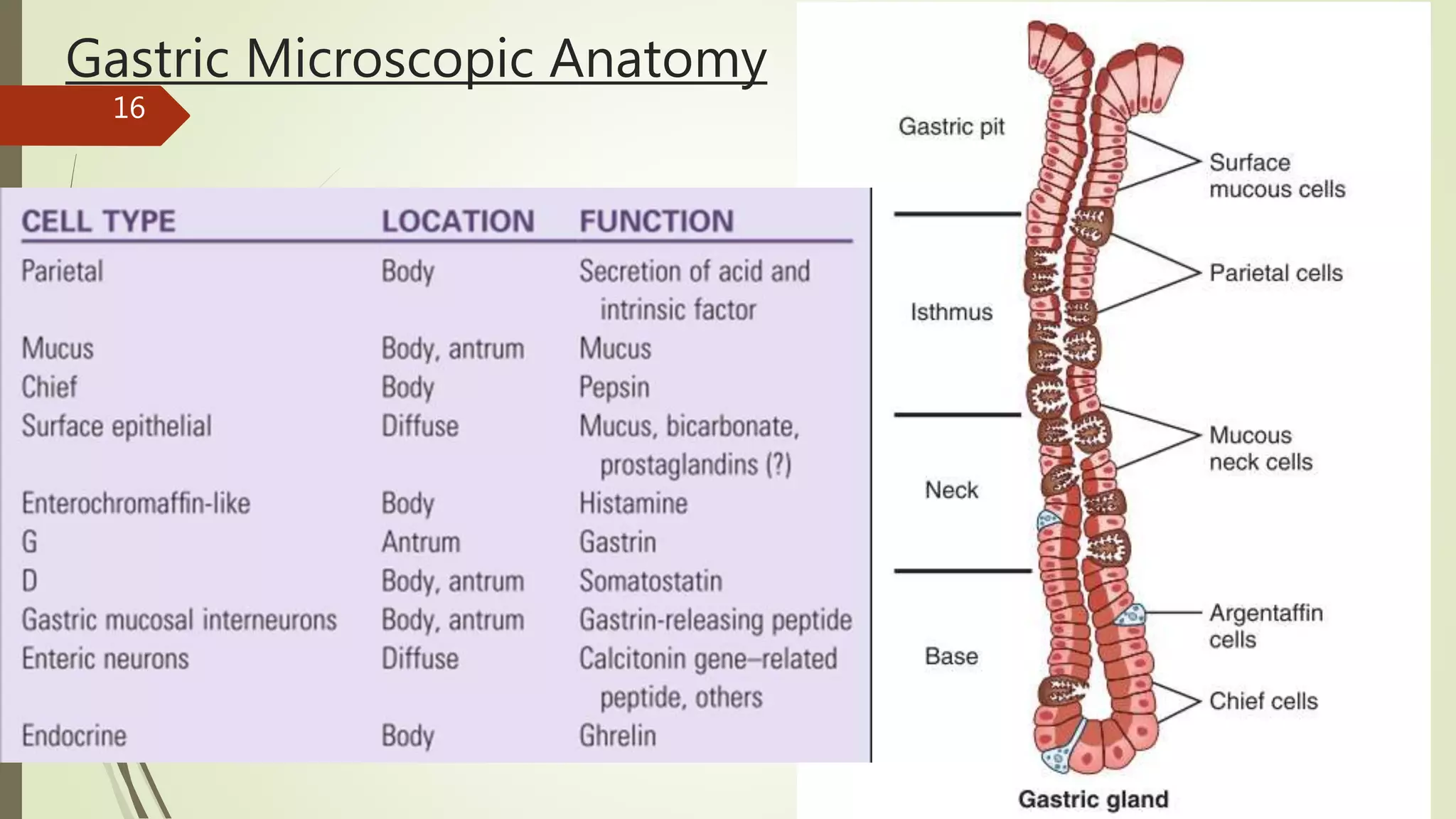 Stomach and duodenum anatomy and physiology | PPTX