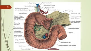 Stomach and duodenum anatomy and physiology | PPTX