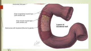 Stomach and duodenum anatomy and physiology | PPTX