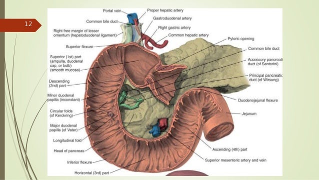 Stomach and duodenum anatomy and physiology