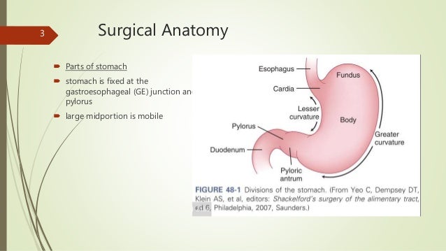 Stomach and duodenum anatomy and physiology