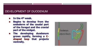 Stomach and duodenum_-_benign_lesions[2] | PPTX