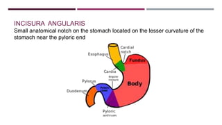 Stomach and duodenum_-_benign_lesions[2] | PPT