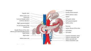 STOMACH and DUODENUM SURGERY CLASS[Autosaved].pptx