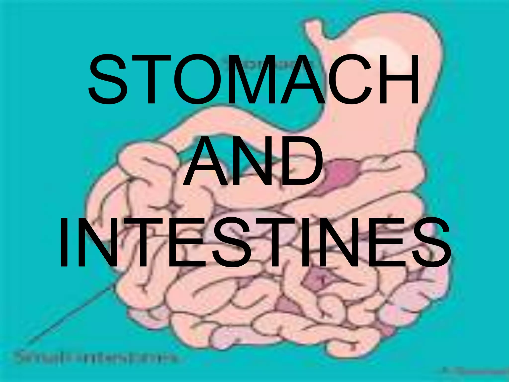 Stomach and intestines | PPTX