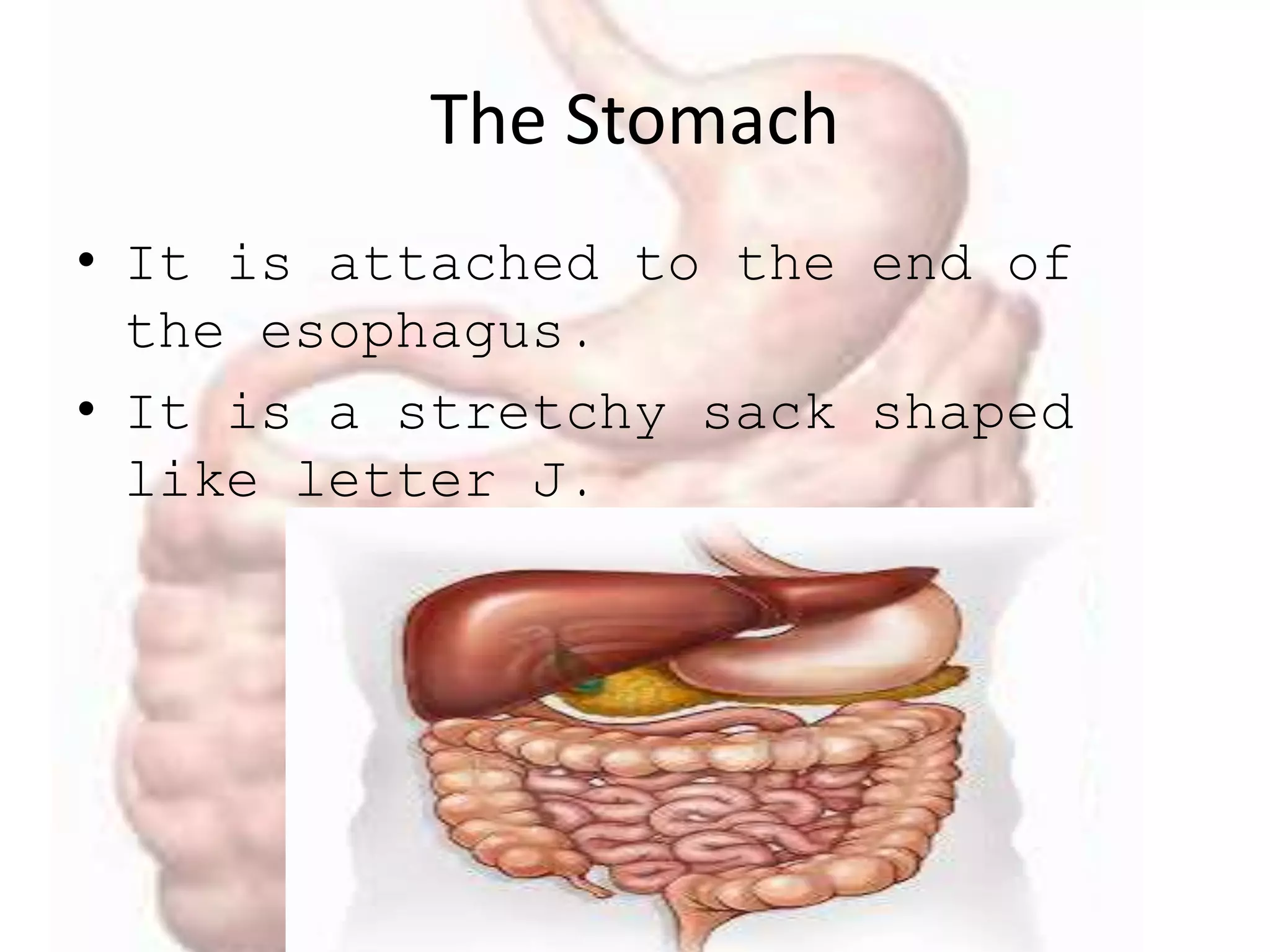 Stomach and intestines | PPTX