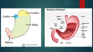 Stomach and its diseases.pptx
