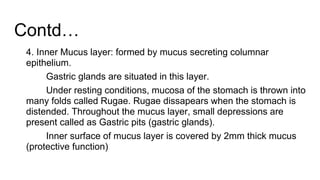 Stomach and its Secretions.pptx