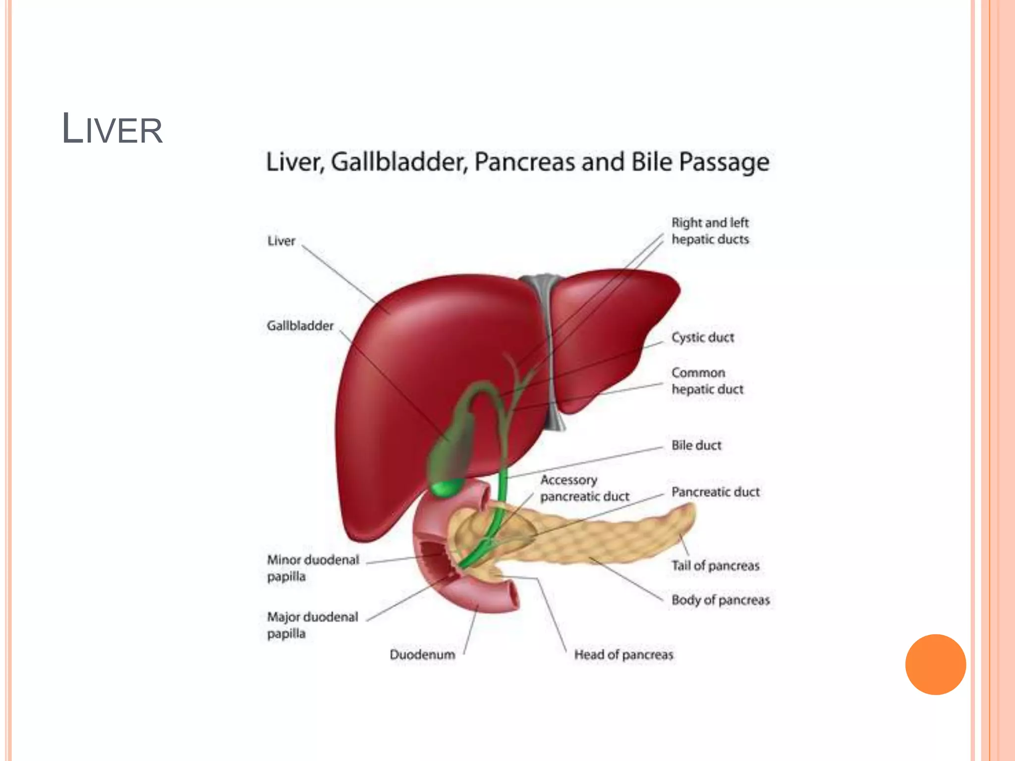 Stomach and liver powerpoint | PPTX