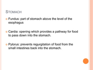 Stomach and liver powerpoint | PPTX