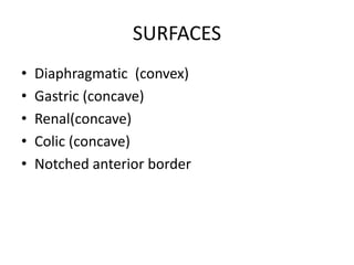 STOMACH AND SPLEEN GROSS ANATOMY LECTURE.pptx | Pregnancy ...
