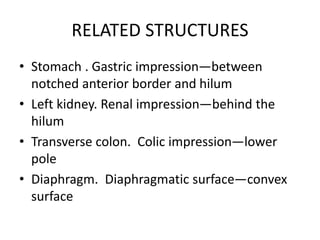 STOMACH AND SPLEEN GROSS ANATOMY LECTURE.pptx | Pregnancy ...