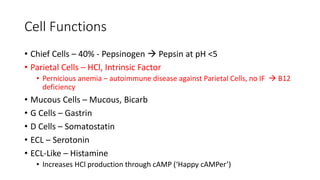 Stomach Review | PPT