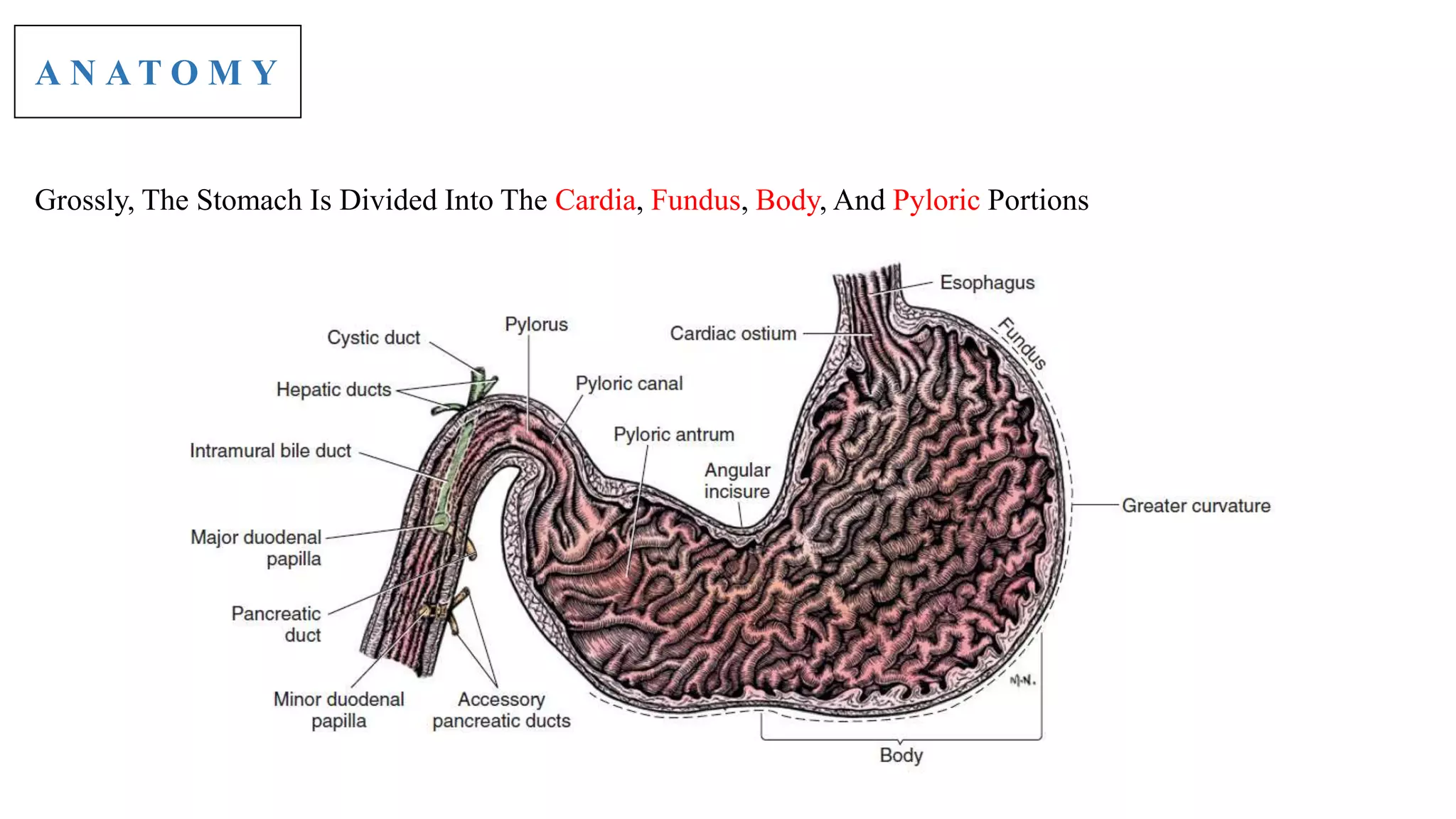 Basic of Small Animals Stomach Surgery | PPTX