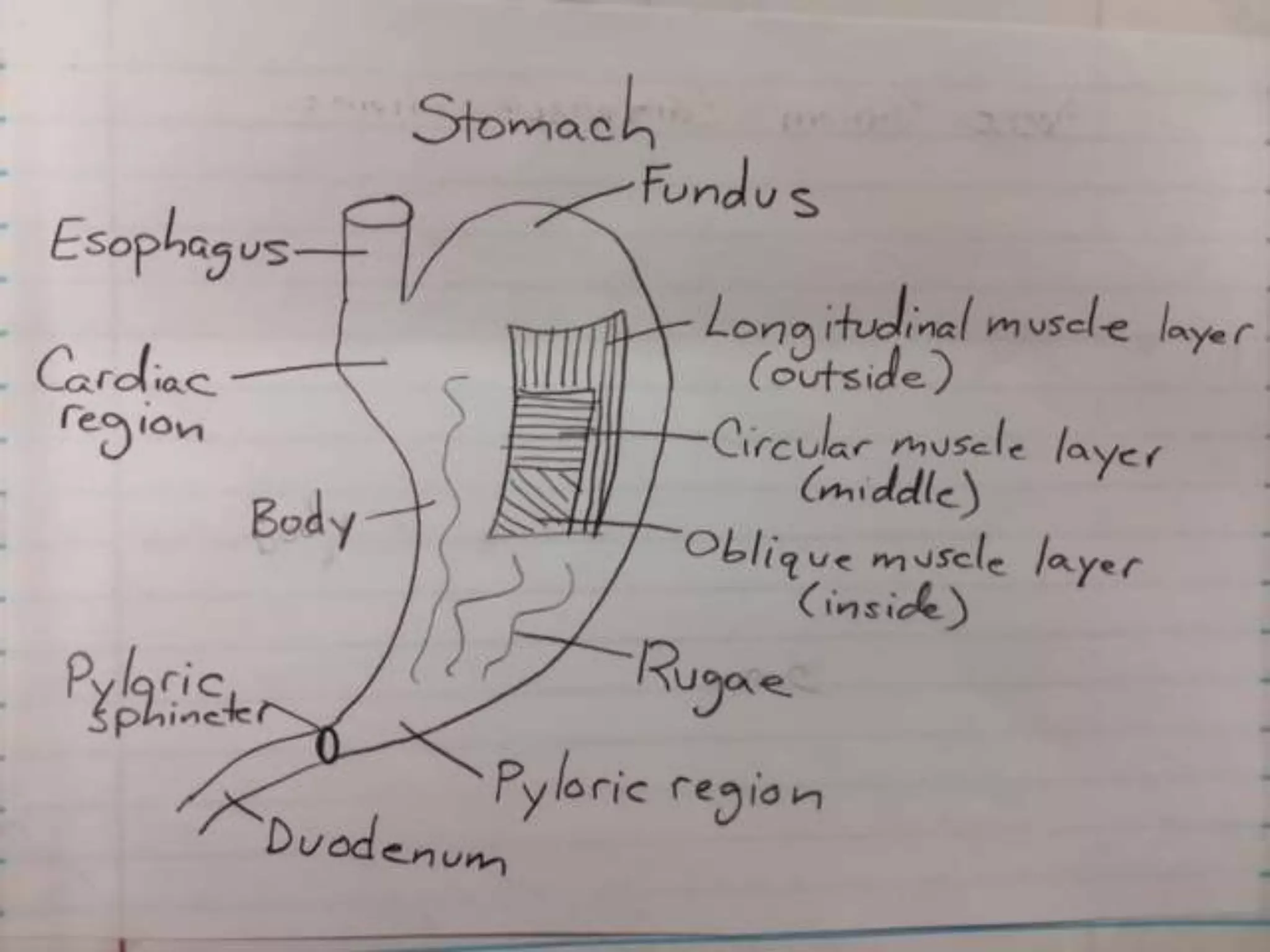Stomach drawing | PPT
