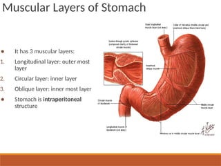 Stomach Duodenum and Oesophagus Demo.pptx