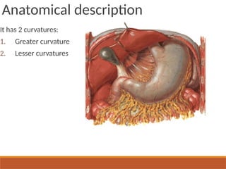 Stomach Duodenum and Oesophagus Demo.pptx