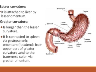 Stomach Duodenum and Oesophagus Demo.pptx